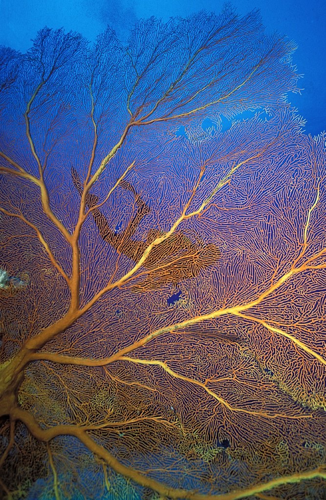 Ariel Fuchs : De par les océans | Le Paratonnerre