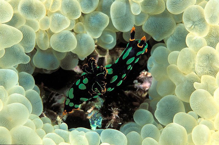 Ariel Fuchs : De par les océans | Le Paratonnerre