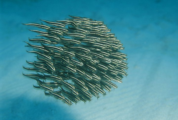 Ariel Fuchs : De par les océans | Le Paratonnerre